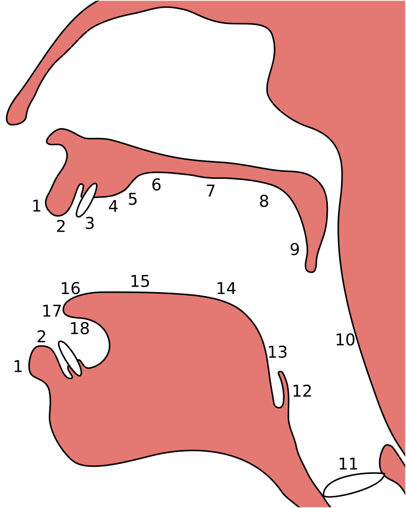 非咝擦音和咝擦音: 齿间 · 齿 · 齿龈 · 龈腭 · 龈后 · 卷舌 - 知乎