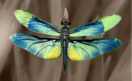 动物界神奇的“气象预报员”们 - 知乎