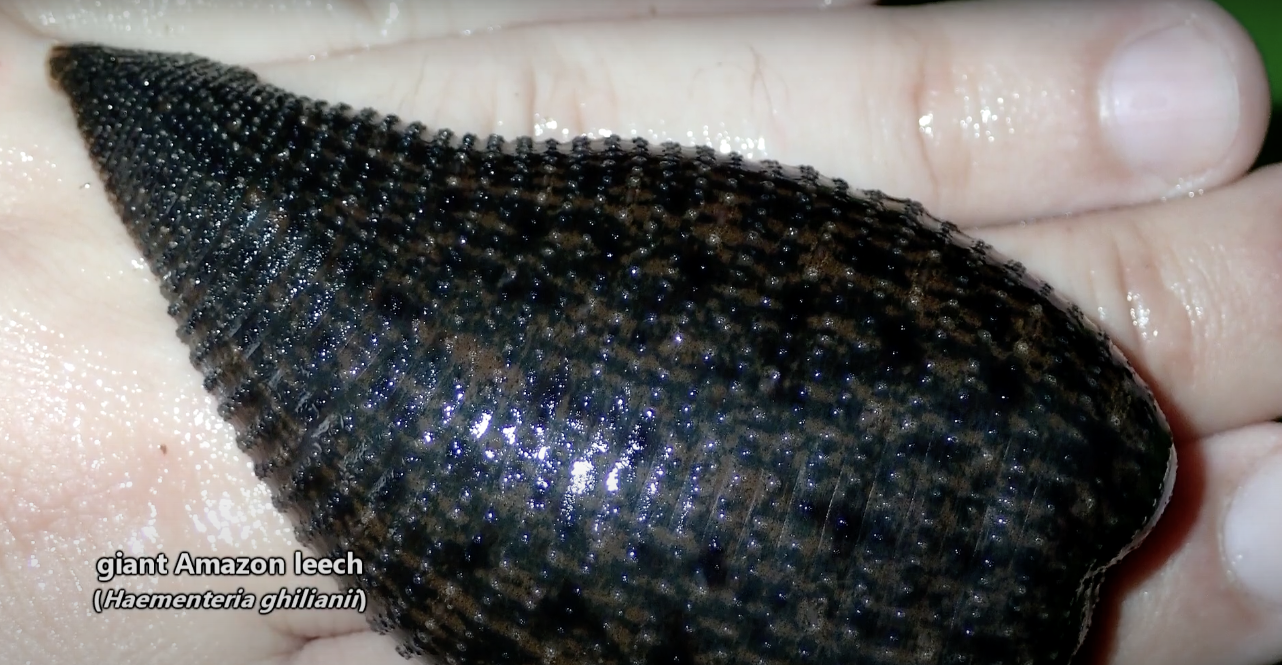 三眼乌鸦 的想法: 水蛭之王：亚马逊巨型水蛭（Giant Amazon Leech） | 亚马逊巨型水蛭（Haementeria ...