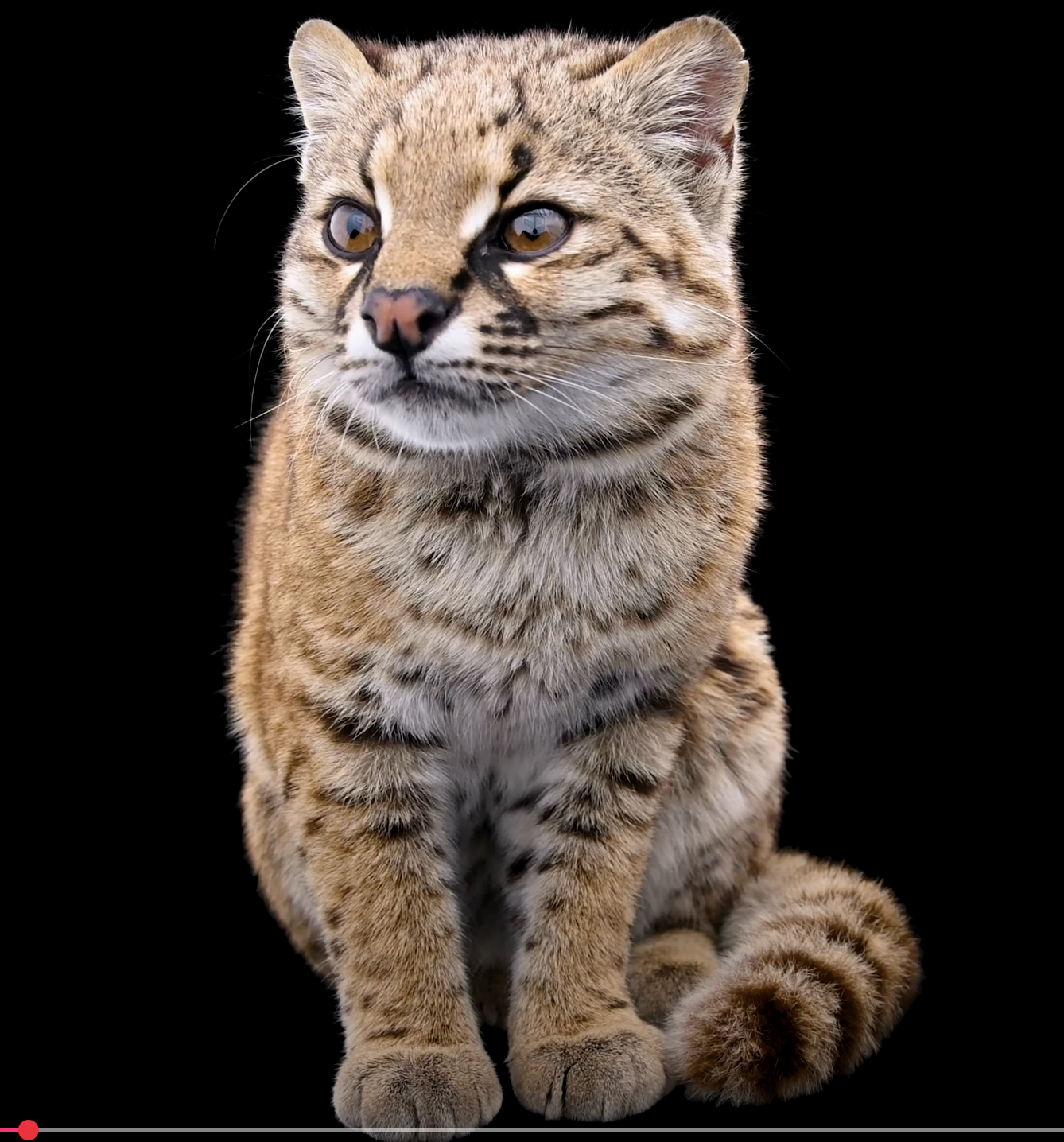 三眼乌鸦 的想法: 南美丛林里的袖珍猎手：南美林虎猫（ guigna/kodkod） | 南美林虎猫（Leopardus guigna），是虎 ...