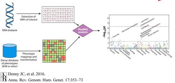 科研小凯 的想法: PheWAS教程1--定义流程应用 | PubMed检索“(PheWAS) AND (Mendelian ...