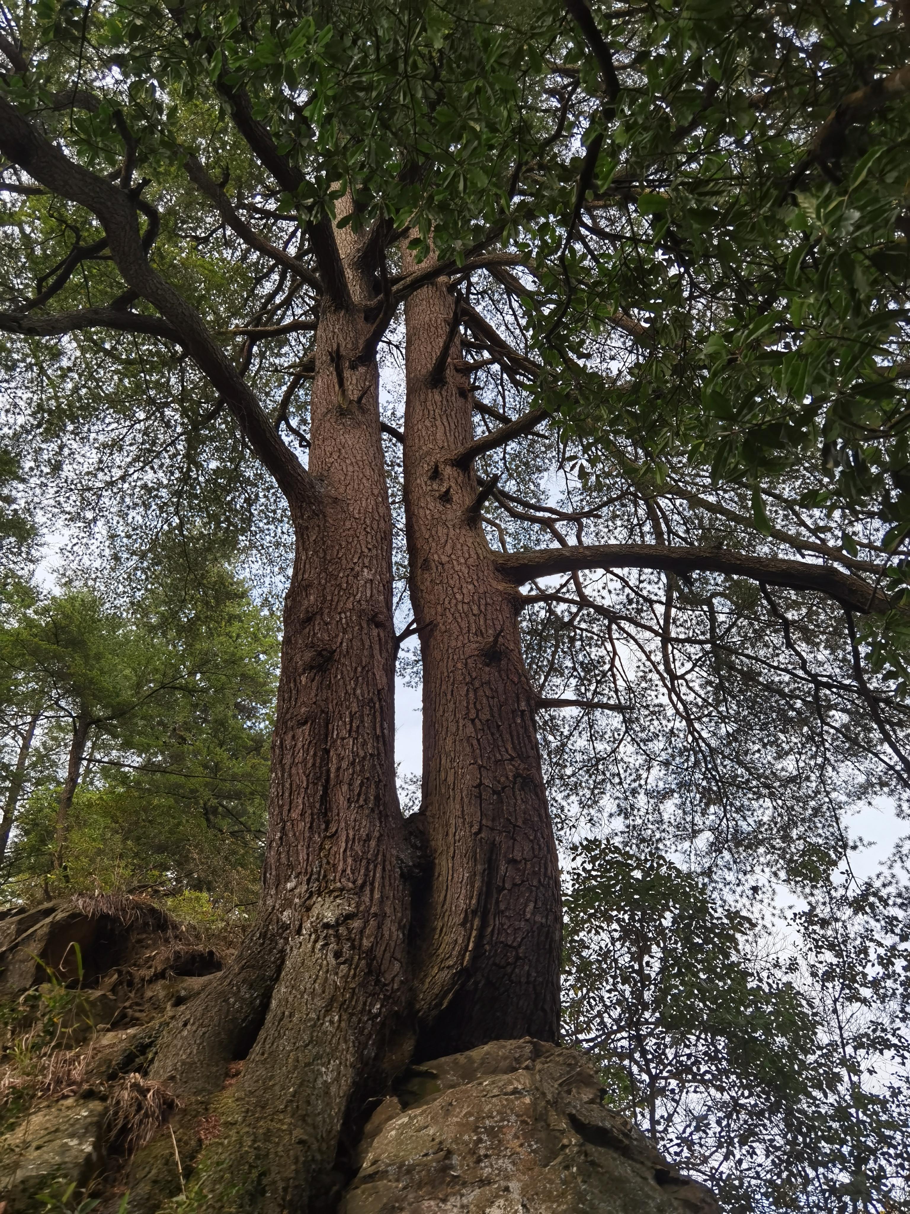 云中天 的想法: 在湖南省城步县威溪乡的大山里，有一片古老的天然铁杉林 | 在湖南省城步县威溪乡的大山里，有一片非常美… - 知乎