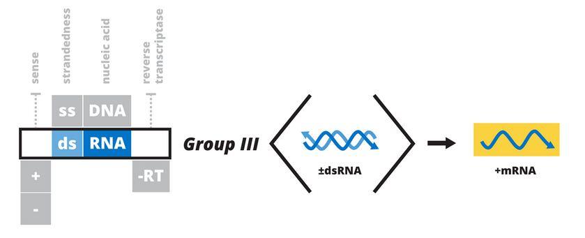 什么是逆转录病毒？与RNA病毒有何异同之处？ - 知乎