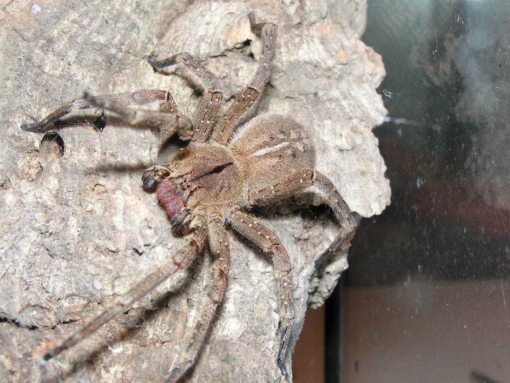 世界上有哪些剧毒的蜘蛛？被它们咬伤后有什么后果呢？ - 知乎