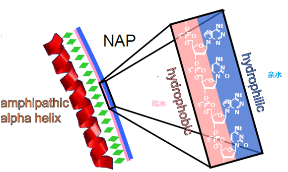 慢乙肝治疗新动向：REP 2139-Ca - 知乎