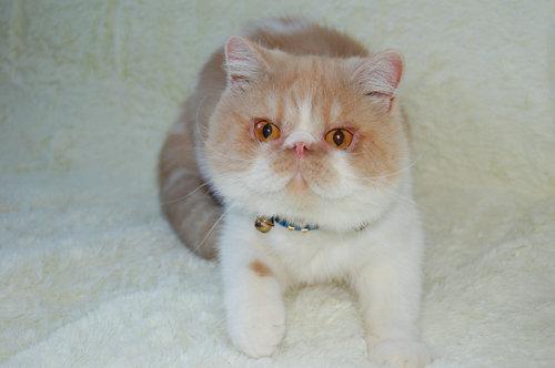 加菲猫 知乎
