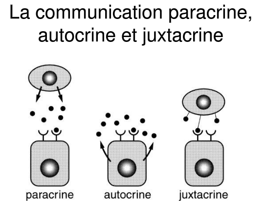 什么是paracrine(旁泌性)、juxtacrine(近泌性)？ - 知乎