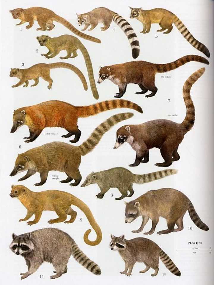 有没有详细的以界门纲目科属种来介绍生物的书？ 知乎 0317