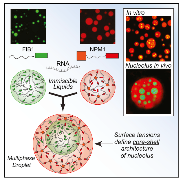 核仁里到底有个啥？ - 知乎