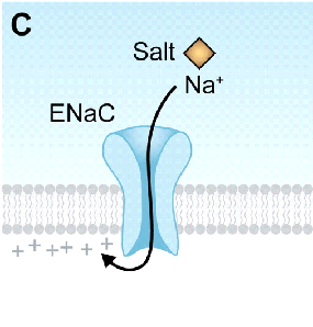 咸味是什么物质引起的？ - 知乎