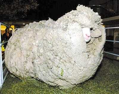 《疯狂动物城》（Zootopia）中有哪些有趣的细节？ - 知乎