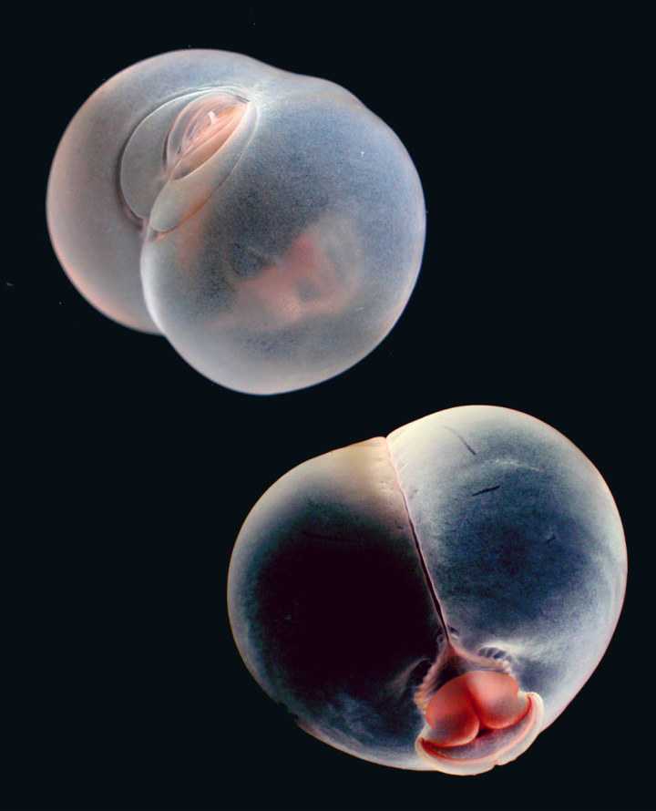 有哪些奇特的海洋生物？ - 知乎