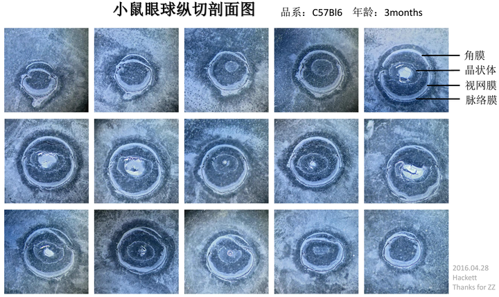 求问小鼠眼球的结构，有剖面图最好？还有和人眼球有什么区别？求大神解答？ - 知乎