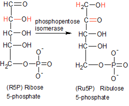 在光合作用的稳定暗反应中，c3化合物为什么是c5的两倍？ - 知乎