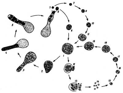 地球上最初的生命为什么有的进化成了植物有的进化成了动物？ - 知乎