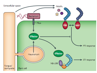 植物免疫系统和动物免疫系统的差别有哪些？ - 知乎