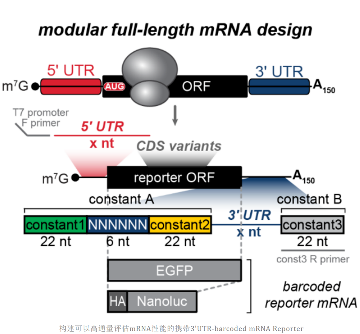 怎么对已经设计好的mRNA序列进行优化? - 知乎