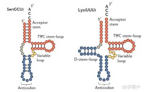 tRNA到底有多少种? - 知乎