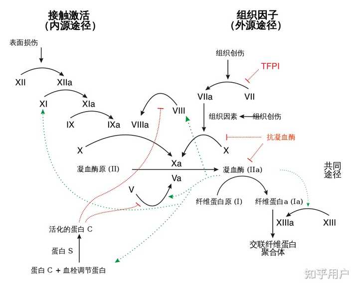 《工作细胞》中血小板拿的GP1B究竟是什么东西？有什么作用？ - 知乎