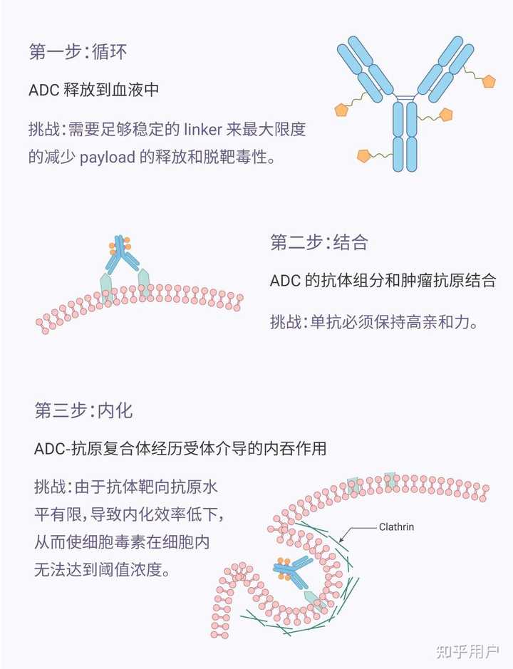 什么是抗体偶联药物 ADC？ - 知乎