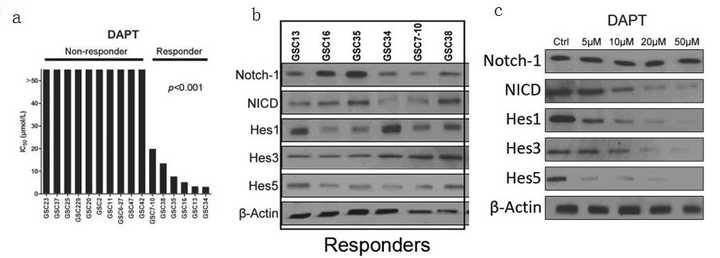 什么是 Notch 信号通路？ - 知乎