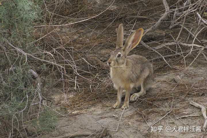 中国的兔子从哪儿来？是如何起源的？ - 知乎
