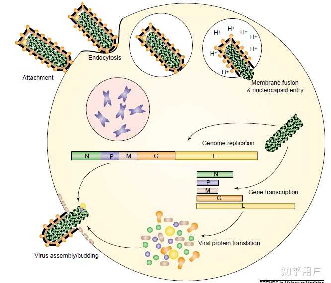 水疱型口炎病毒（VSV）是什么？怎么应用？ - 知乎