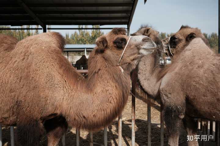 相机加镜头预算两万买哪个？尼康ZF/富士XT5/徕卡Q？ - 知乎