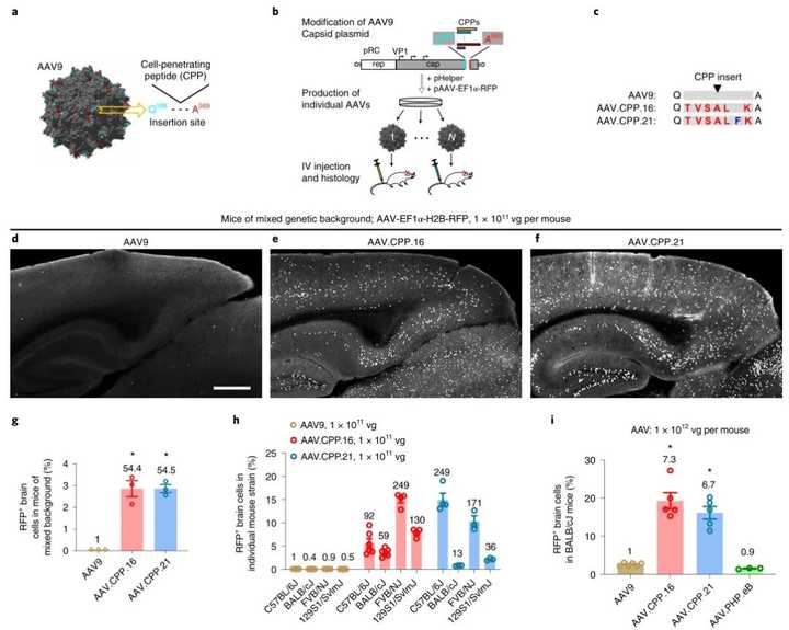 AAV能突破CNS疾病基因治疗的血脑屏障吗？ - 知乎