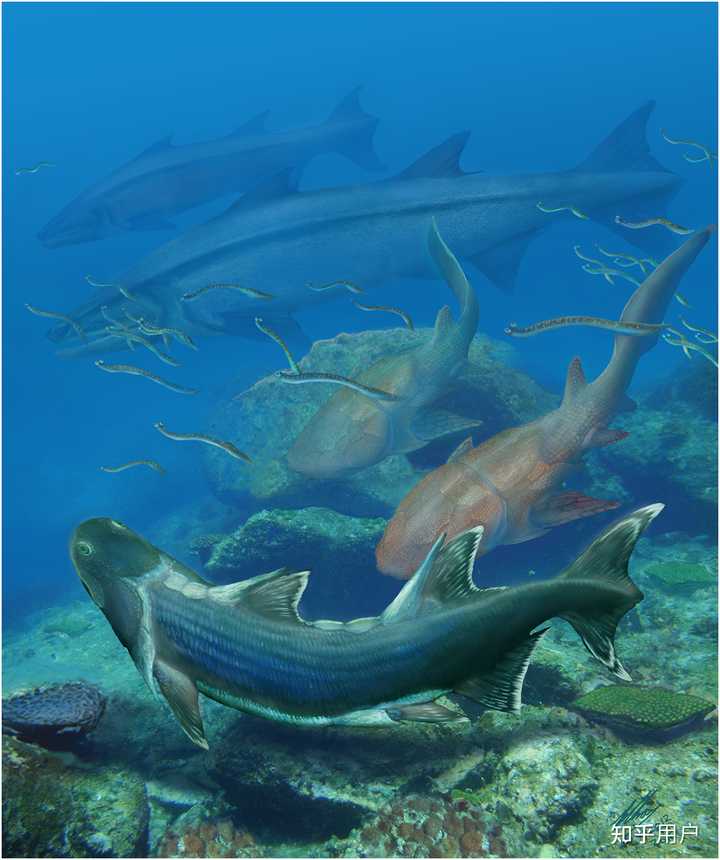 有颌鱼类的颌骨是如何演化出来的？ - 知乎