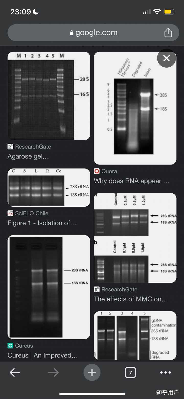 为什么28S rRNA的大小是4700bp，但是琼脂糖凝胶电泳的结果显示其大小约为2000bp? - 知乎