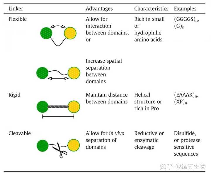 如何选择融合蛋白接头Linker？ - 知乎