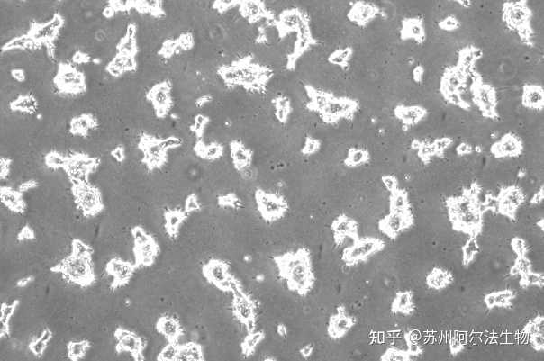 293T细胞怎么培养? - 知乎