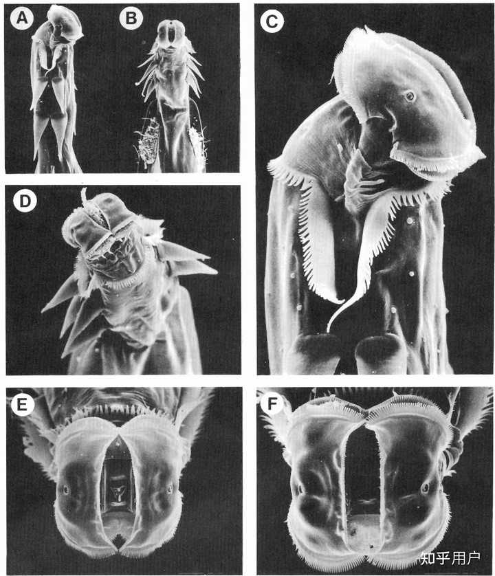 有没有嘴长得非常奇怪的生物？ - 知乎