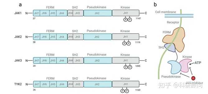 JAK/STAT信号通路和PI3K/AKT信号通路之间是如何互作的？ - 知乎