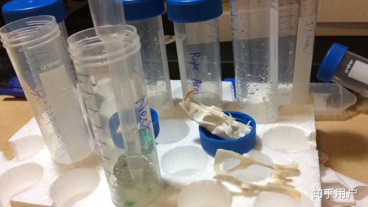 动物骨骼标本是怎么制作的? - 知乎