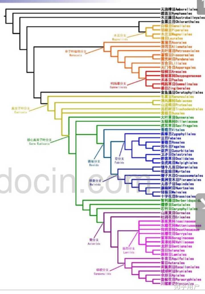 蔷薇科和茄科那个更高级？ - 知乎