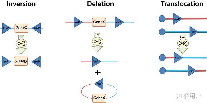 文献中这些小鼠基因如flox/flox表达的是什么意思？ - 知乎