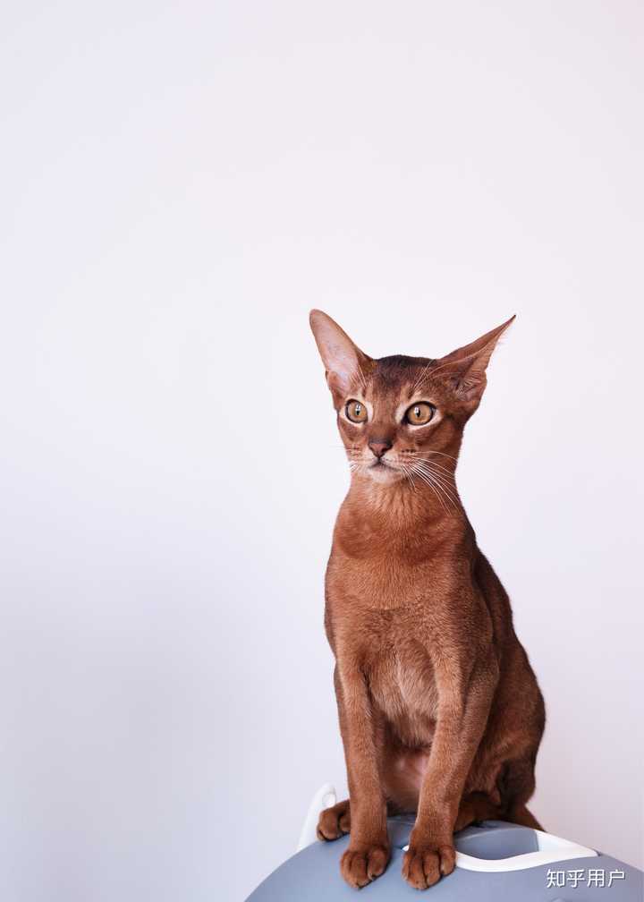 养阿比西尼亚猫（abyssinian）是种什么样的体验？这个品种有什么特点？ - 知乎