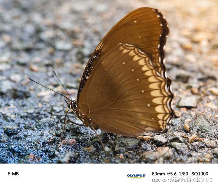 奥林巴斯em5一代和em10二代性能上有什么区别呢？ - 知乎