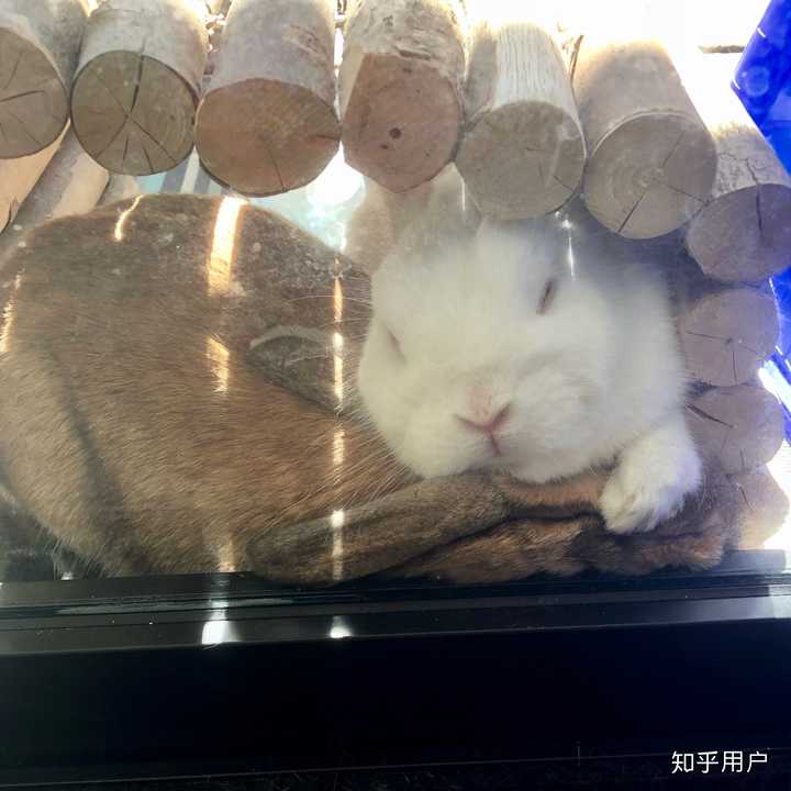 兔子散养会造成什么后果？ - 知乎