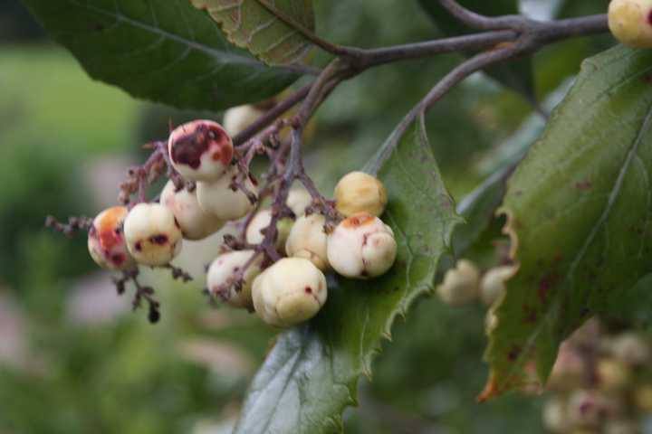 有哪些仅含有单一已描述物种的属以上分类单元？ - 知乎