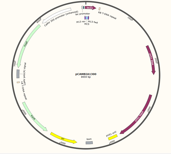 怎么让两种质粒共存在同一个微生物细胞中？ - 知乎