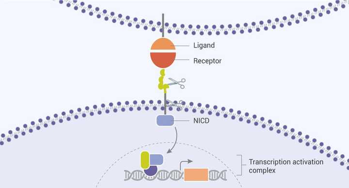 什么是 Notch 信号通路？ - 知乎