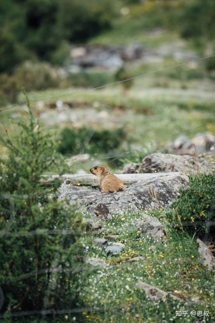 腾龙50-400和腾龙70-180怎么选？ - 知乎
