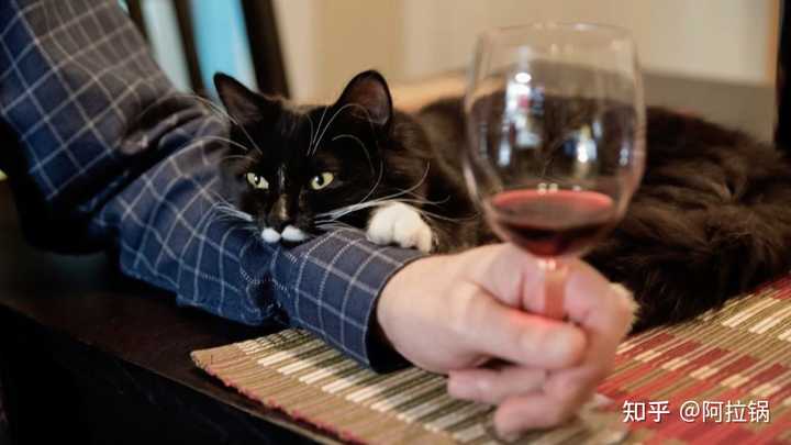 猫咪能喝酒吗？ 知乎