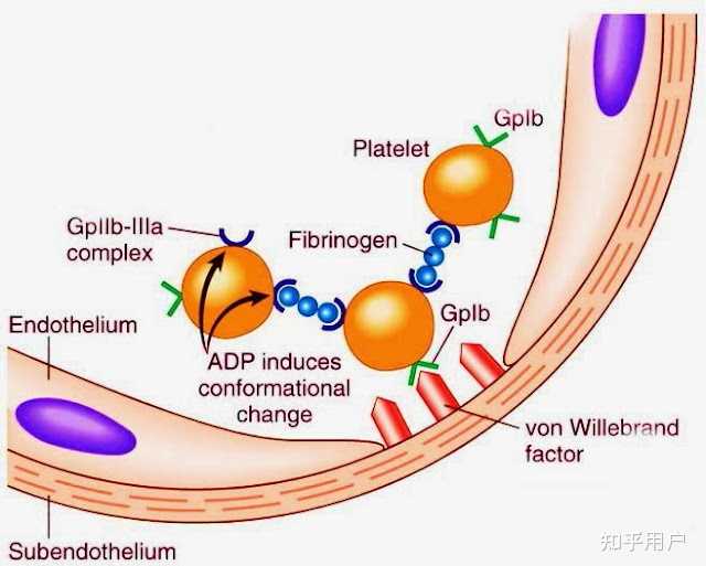 《工作细胞》中血小板拿的GP1B究竟是什么东西？有什么作用？ - 知乎