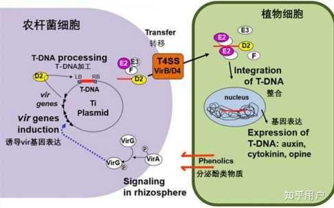 农杆菌转化法中，Ti质粒中的T-DNA是如何插入目标染色体的DNA中的？ - 知乎