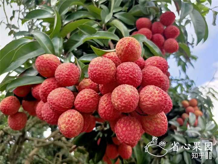 如何评价荔枝王的突然热销？ - 知乎