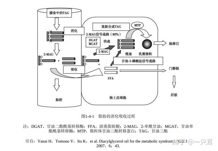 Sn-2 DHA怎么样，有什么特点？ - 知乎